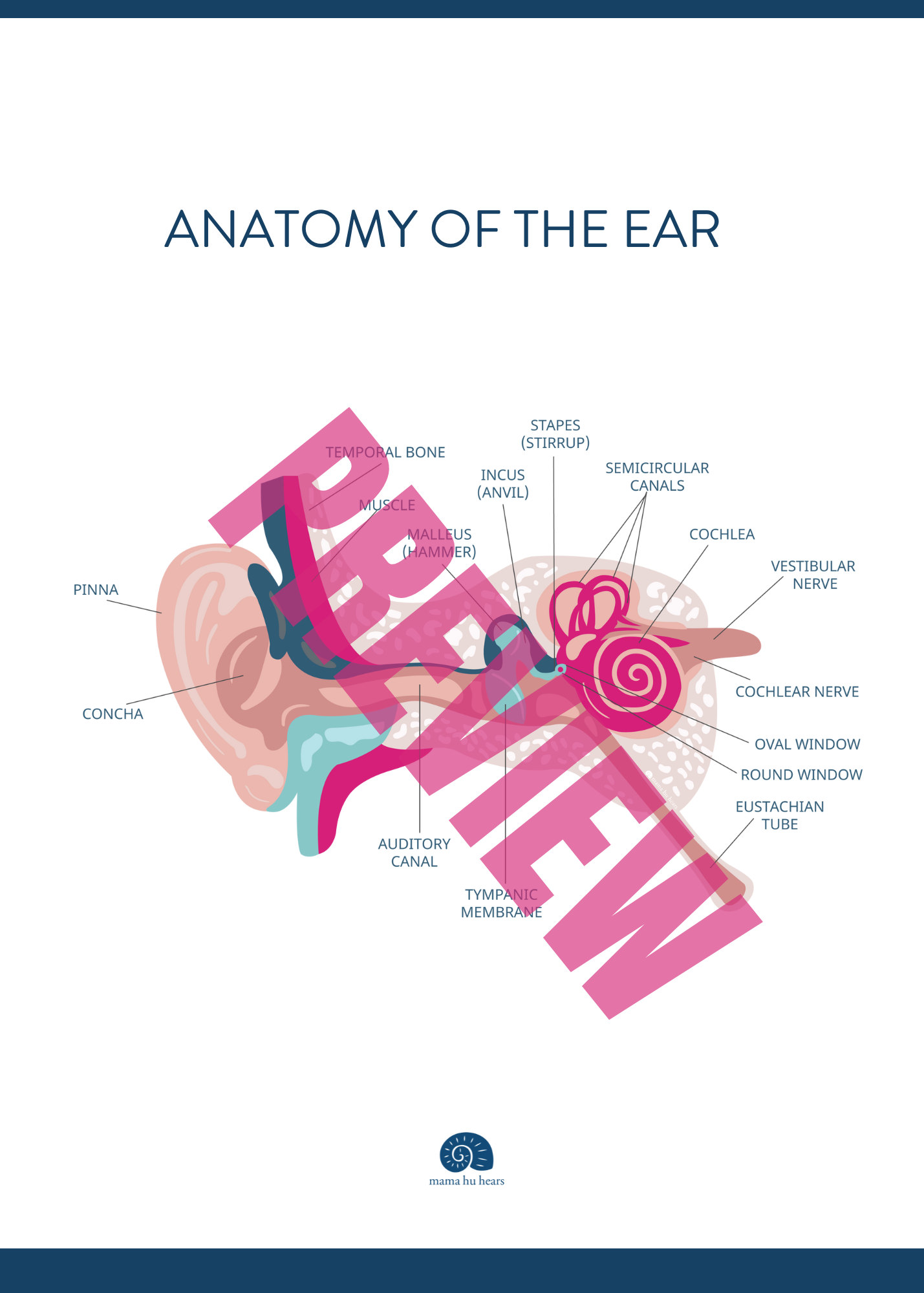 Anatomy of the Ear – Mama Hu Hears