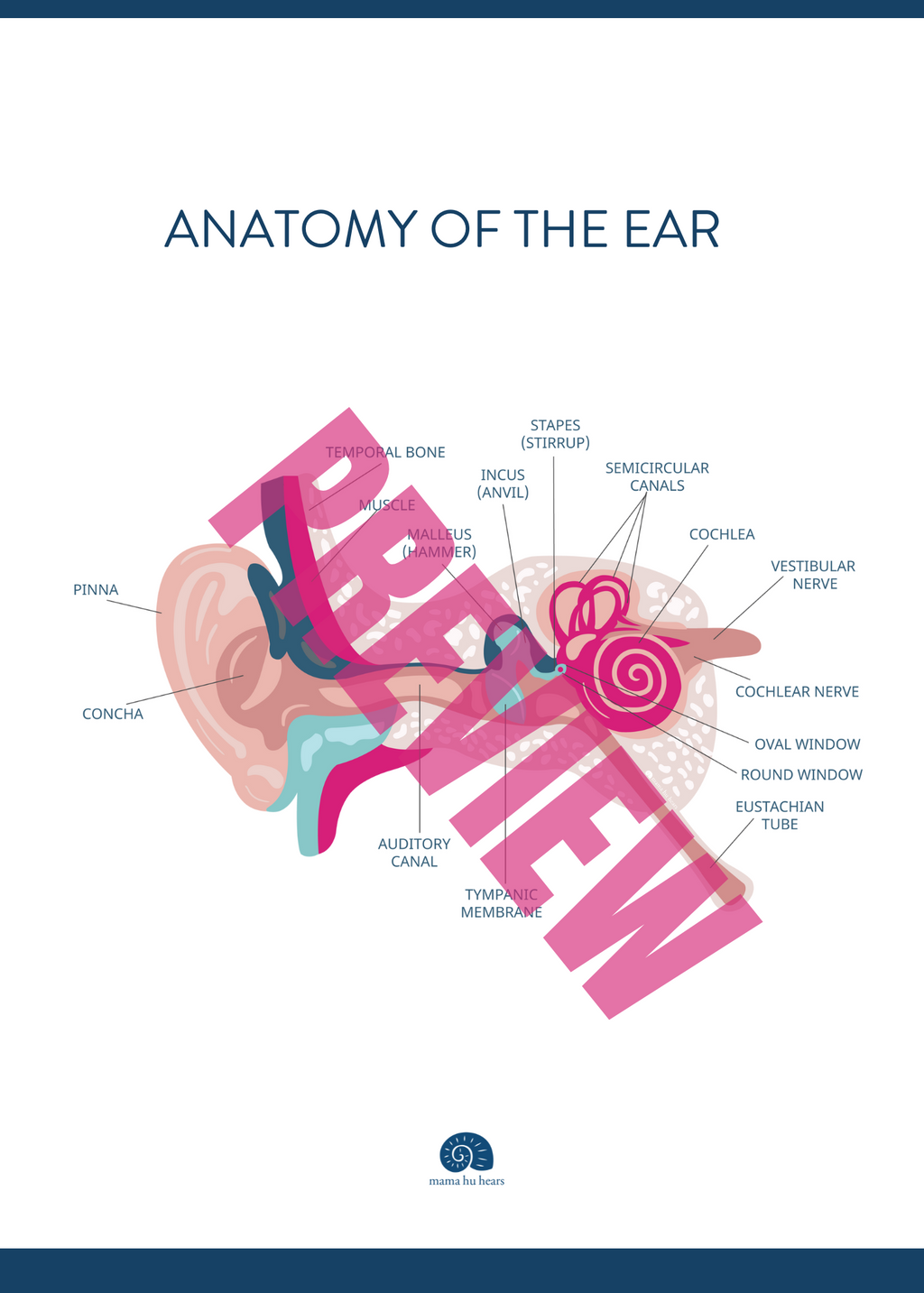 Anatomy of the Ear – Mama Hu Hears