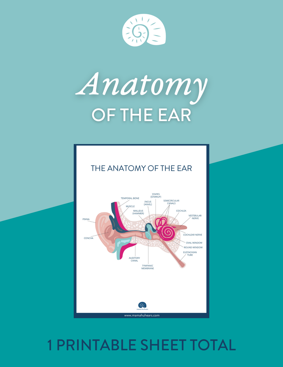 Anatomy of the Ear – Mama Hu Hears